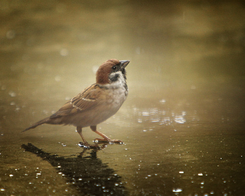 Twee Mossies – OneCent Africa